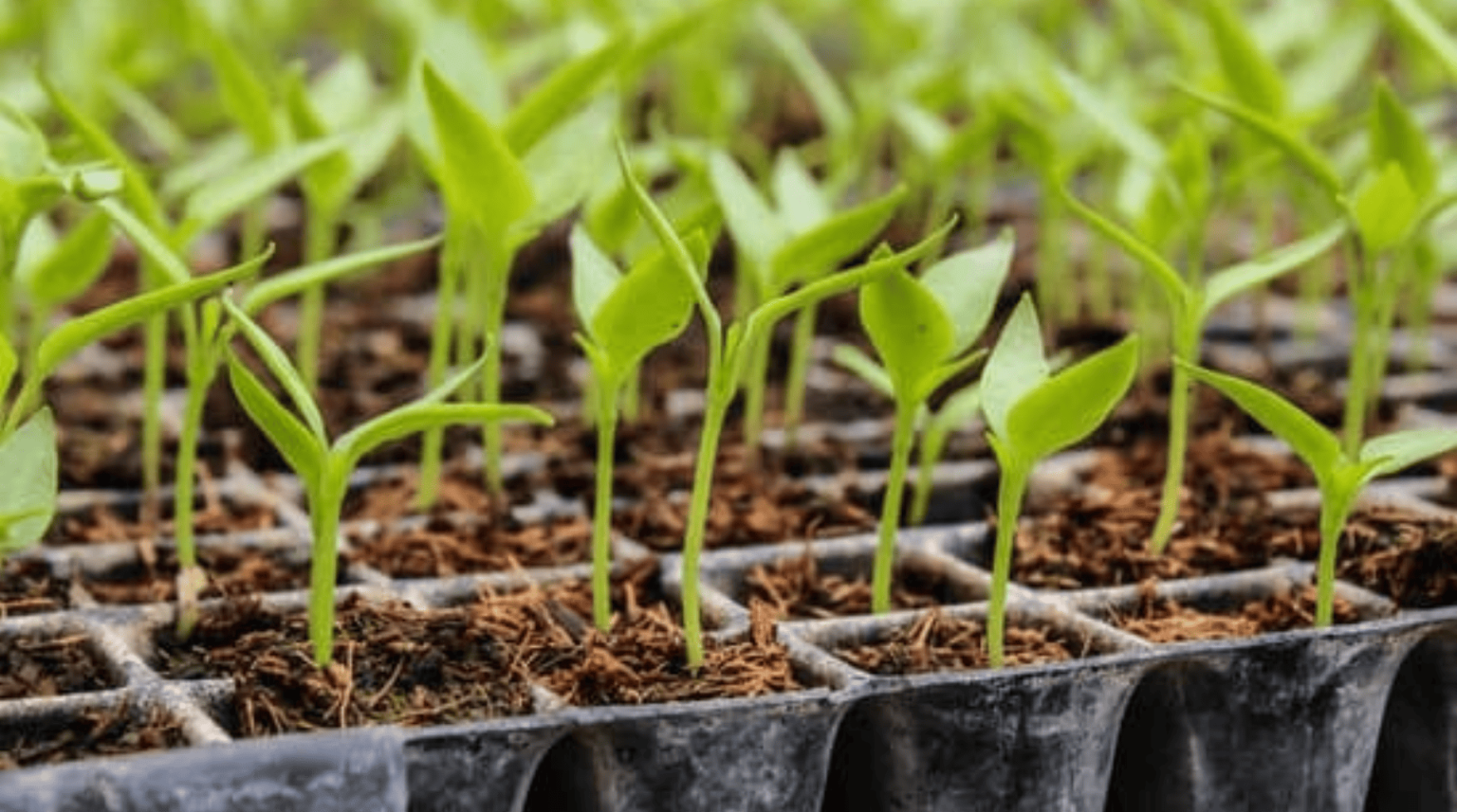 Jalapeno Seed Germination Time and Ideal Conditions Explained - Randy ...