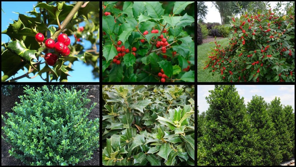 How Fast Does Holly Grow? Know the Truth! - Randy Lemmon