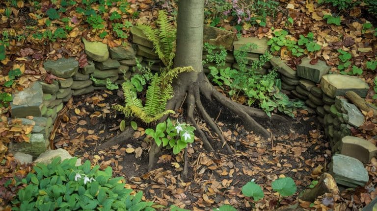 How to Landscape Around Tree Roots Safely: 11 Safe Ideas - Randy Lemmon