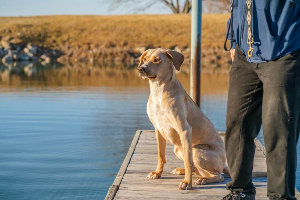 Responsible Pet Ownership in Texas - Randy Lemmon