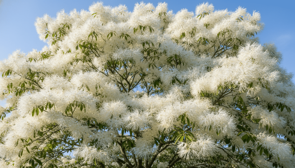 Chinese Fringe Tree Bloom Time by Zone and Tips - Randy Lemmon