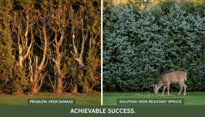 Deer-Resistant Trees: Best Picks and What to Avoid - Randy Lemmon
