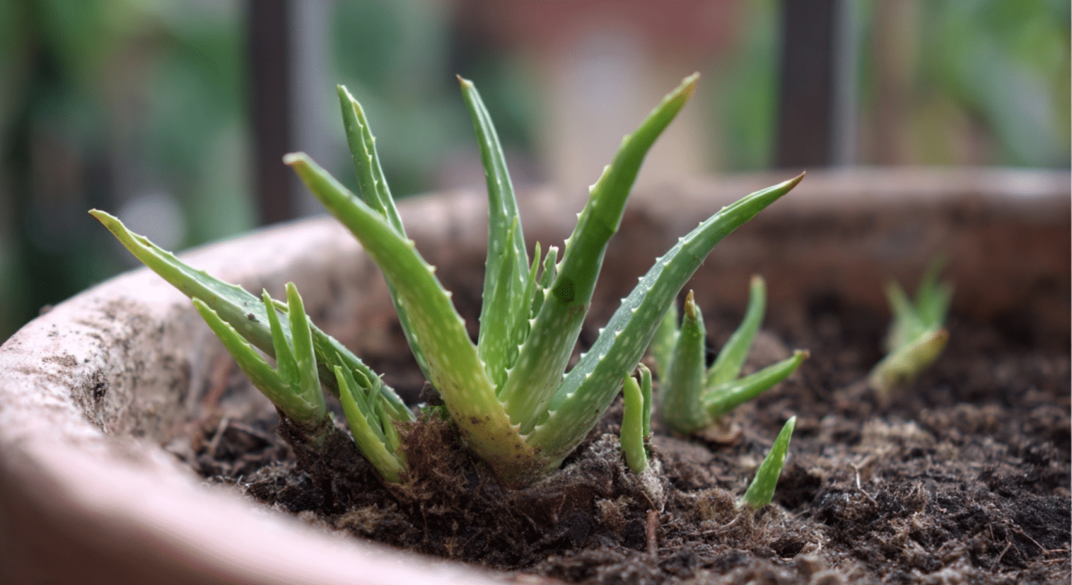 How to Care for an Aloe Vera Plant: Easy Guide - Randy Lemmon