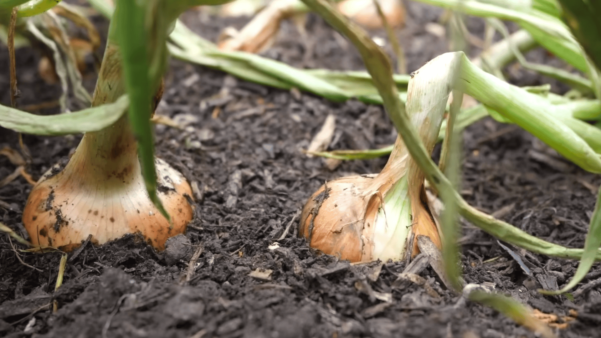 How to Grow Onions: Simple Steps for Bigger, Better Bulbs - Randy Lemmon