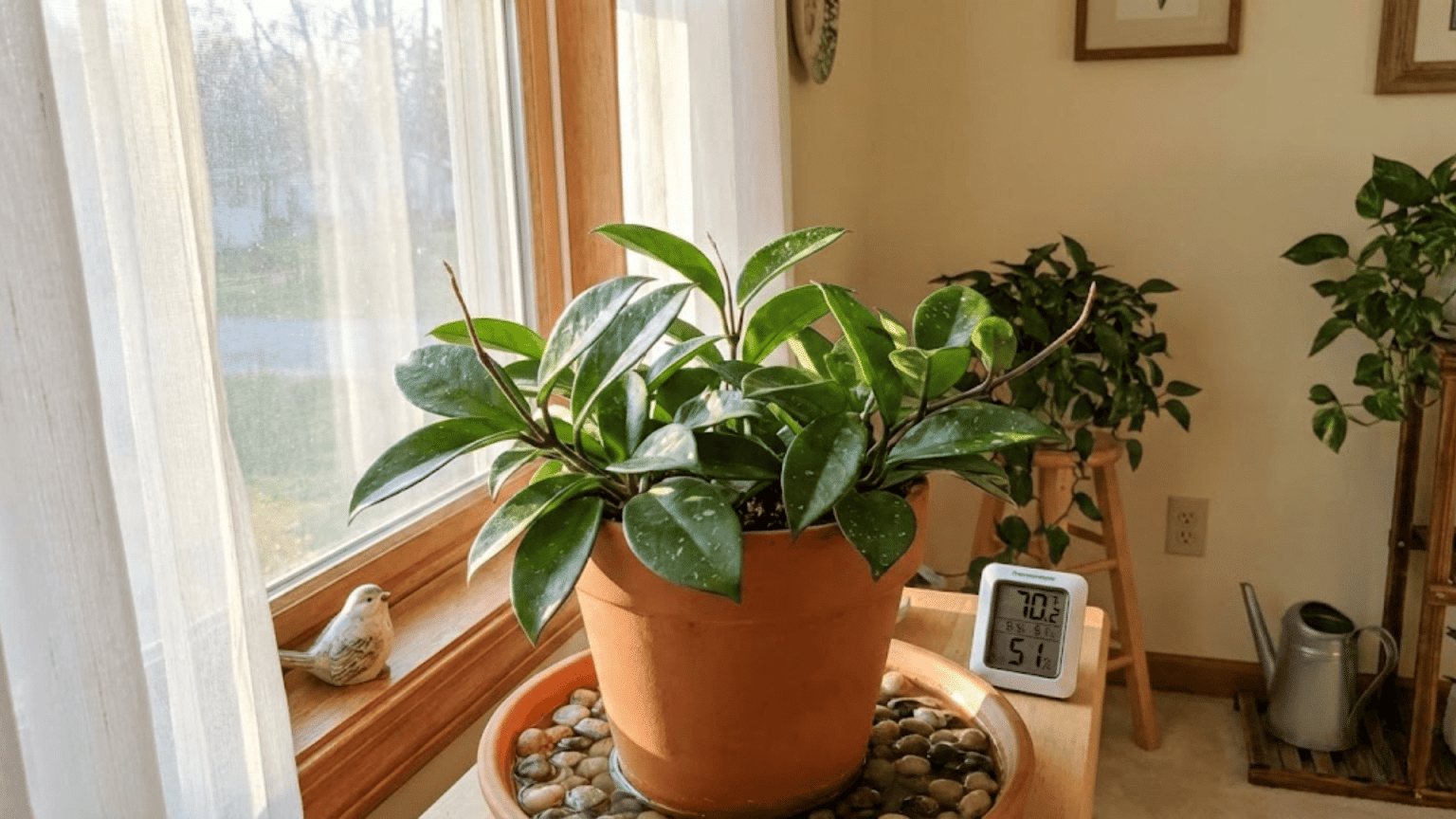 Wax Plant Care: How to Grow Healthy, Blooming Hoyas - Randy Lemmon