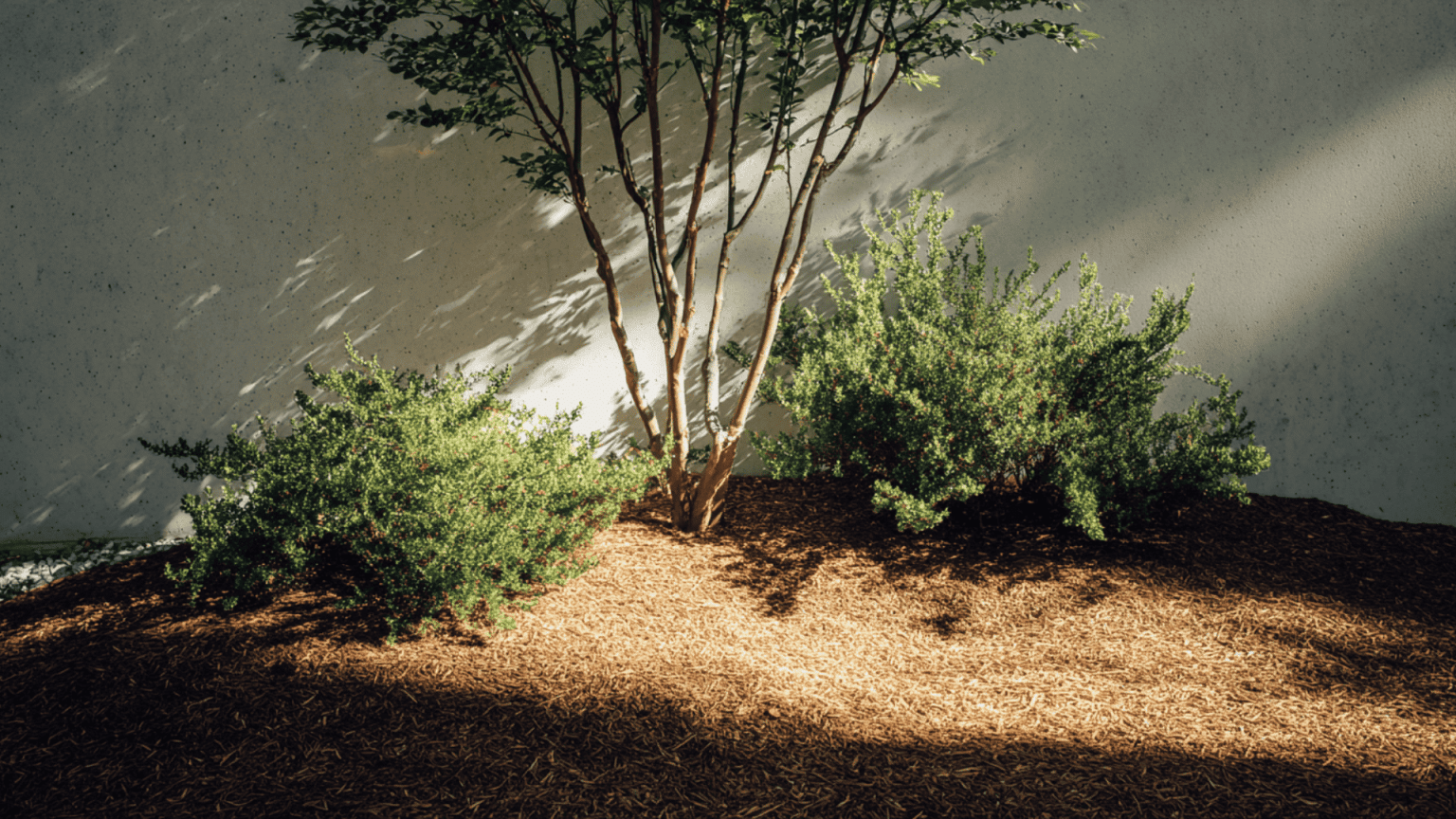 How to Revive a Dying Shrub? Easy Tips for Gardeners - Randy Lemmon