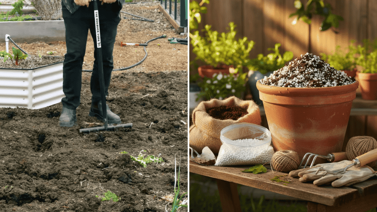 How to Plant Dahlia Tubers: Beginner's Guide - Randy Lemmon