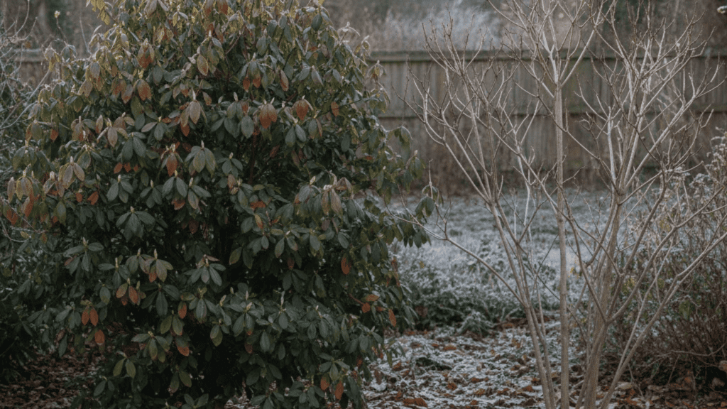Are Azaleas Evergreen: A Clear, Honest Explanation - Randy Lemmon