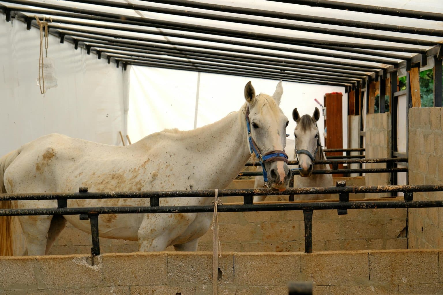 Designing the Perfect Horse Barn: Smart Layout Ideas for Safety and ...