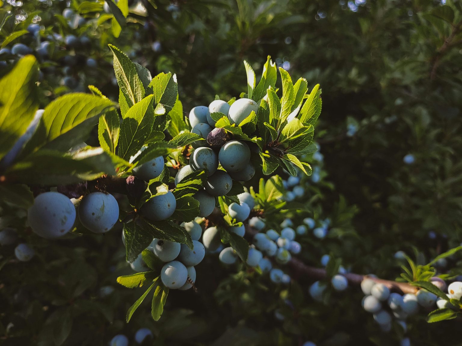 How to Grow, Harvest, and Enjoy Blueberries at Home - Randy Lemmon
