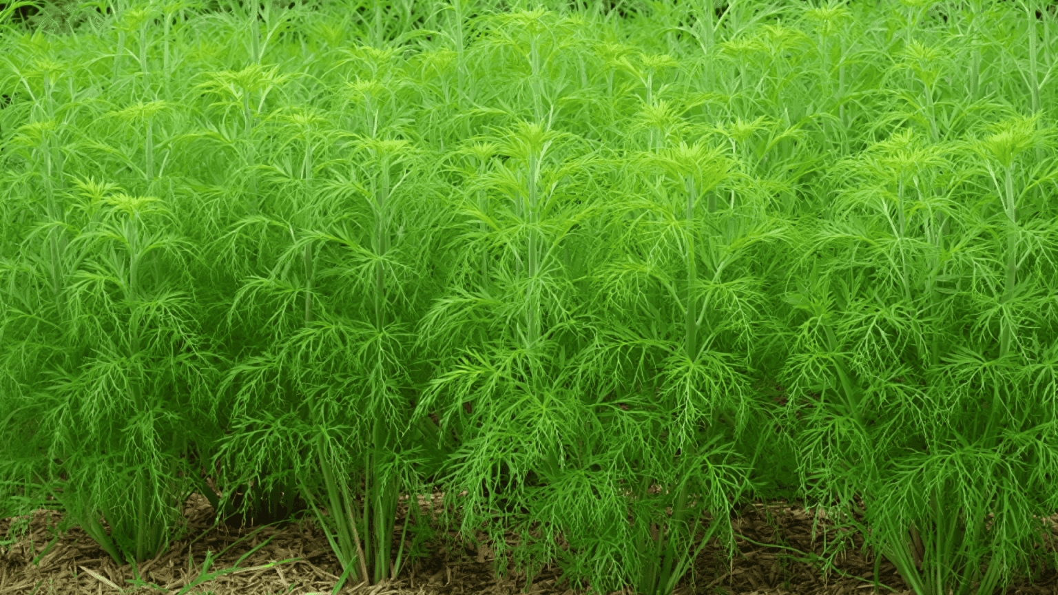23 Companion Plants for Tomatoes Gardeners Trust - Randy Lemmon