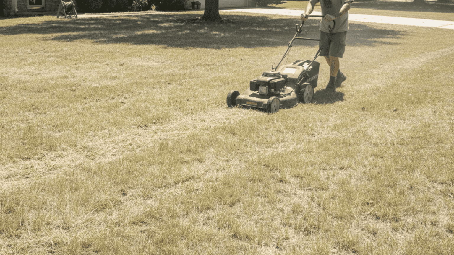 Best Time to Mow Lawn for Healthy Grass - Randy Lemmon