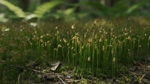 18 Types of Moss and Where They Grow - Randy Lemmon