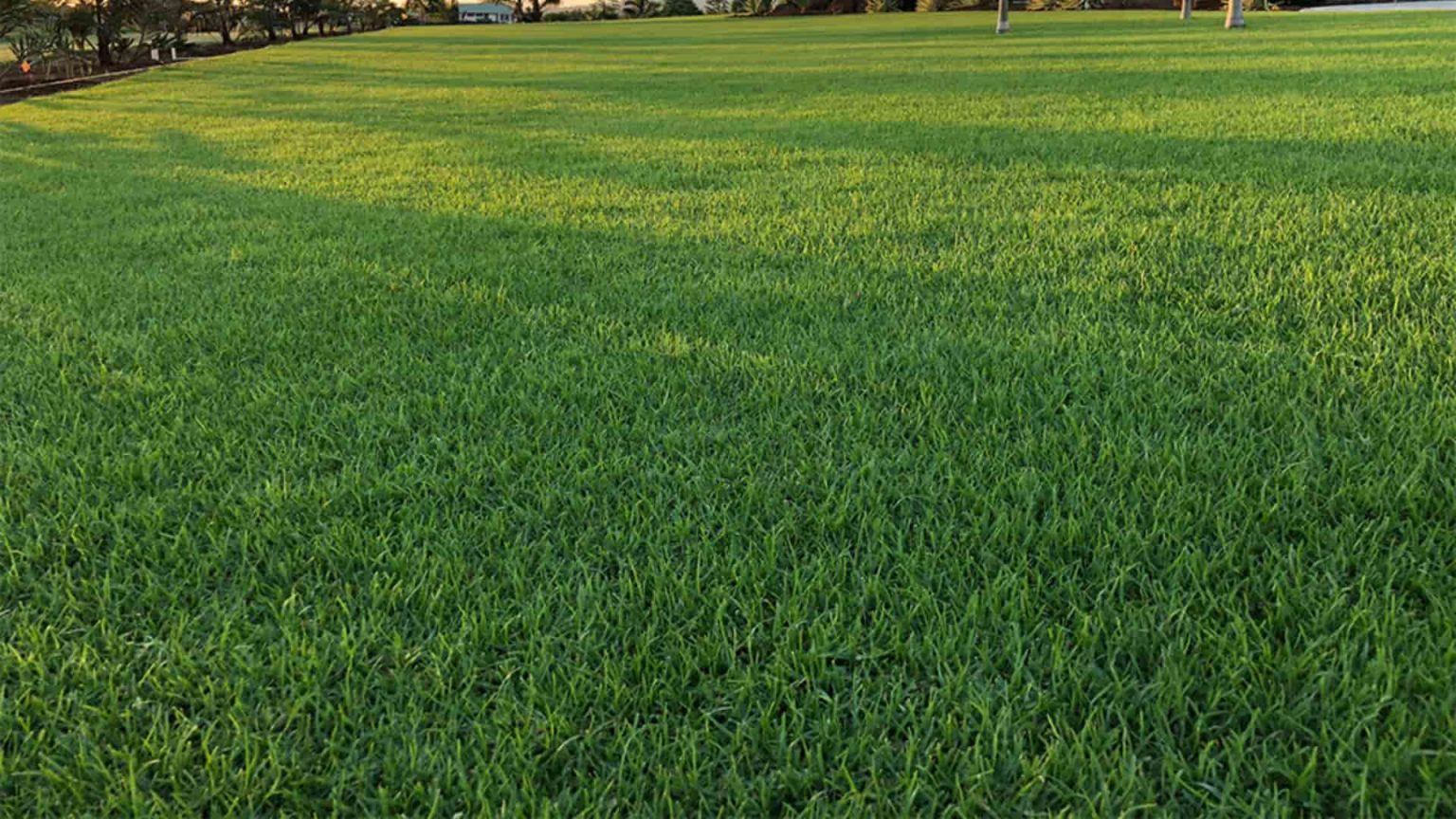 16 Different Types of Grass and How to Pick One - Randy Lemmon