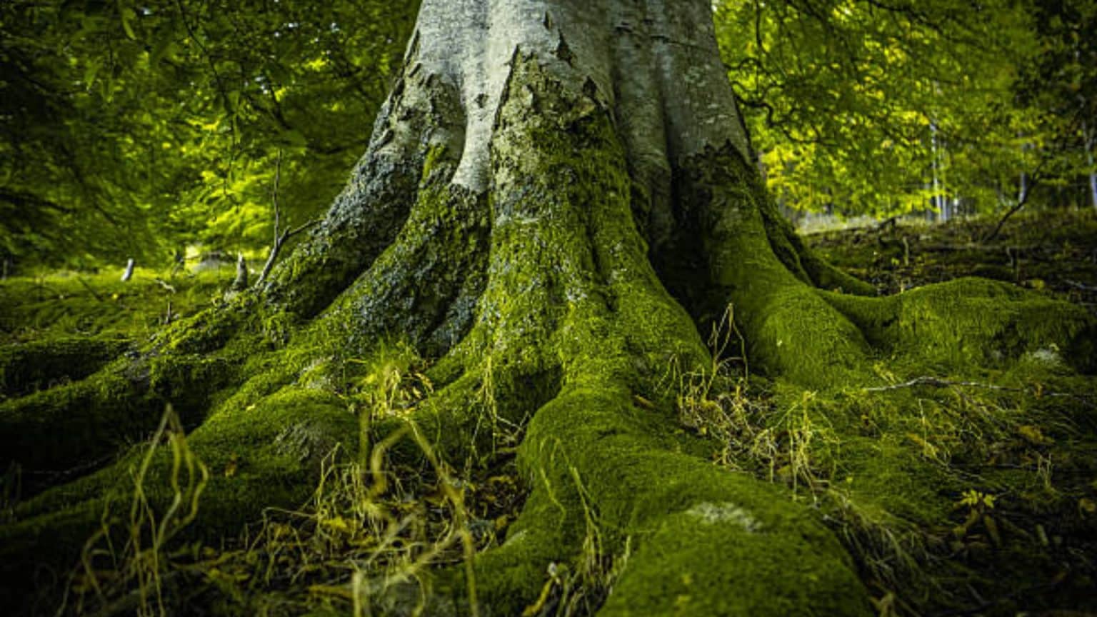 18 Types of Moss and Where They Grow - Randy Lemmon