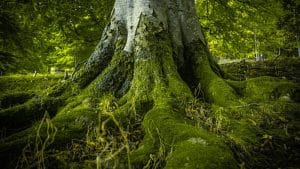 18 Types of Moss and Where They Grow - Randy Lemmon